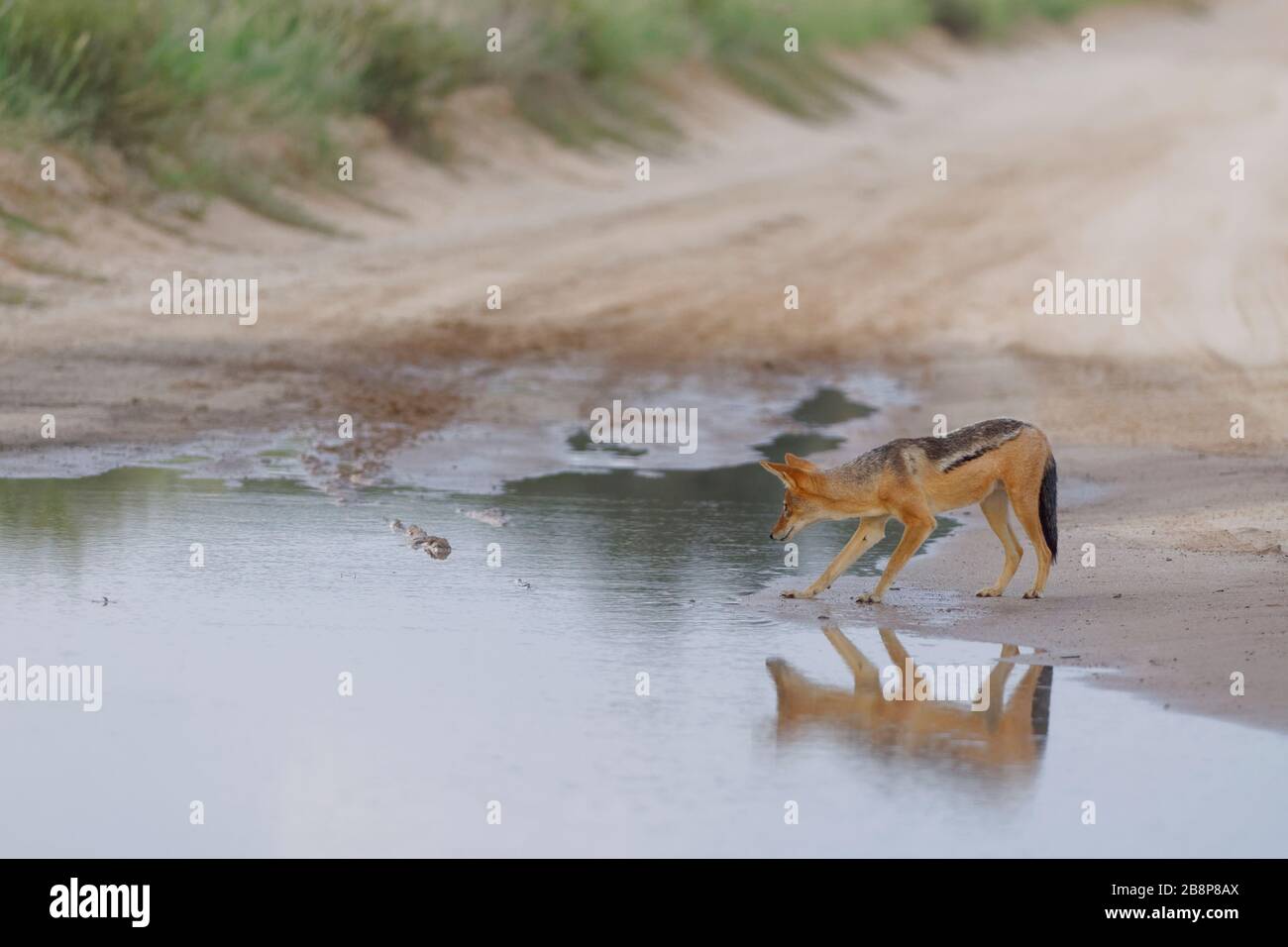 Jackal in the water hi-res stock photography and images - Alamy
