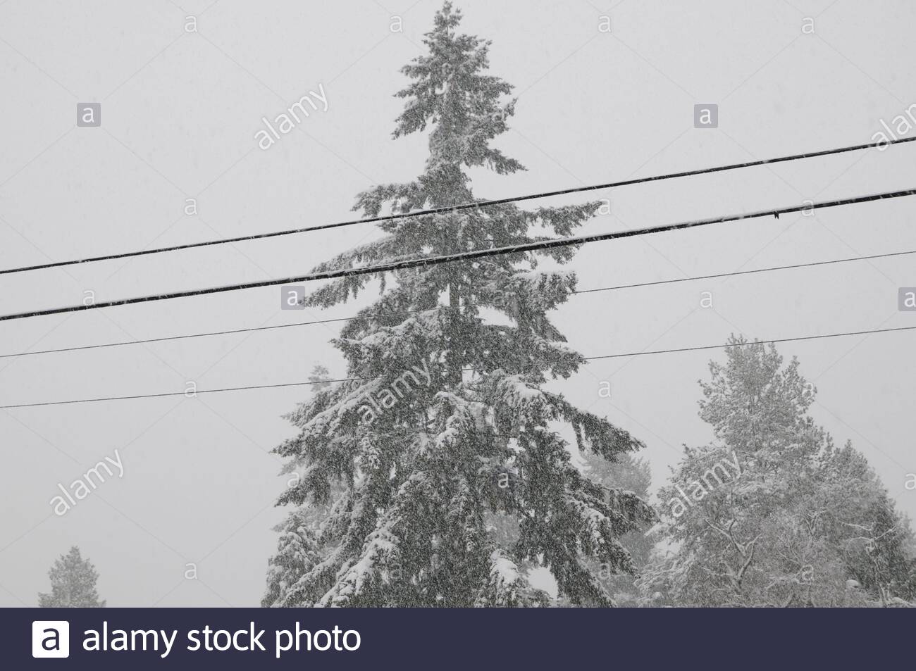 Hemlock Trees High Resolution Stock Photography and Images - Alamy