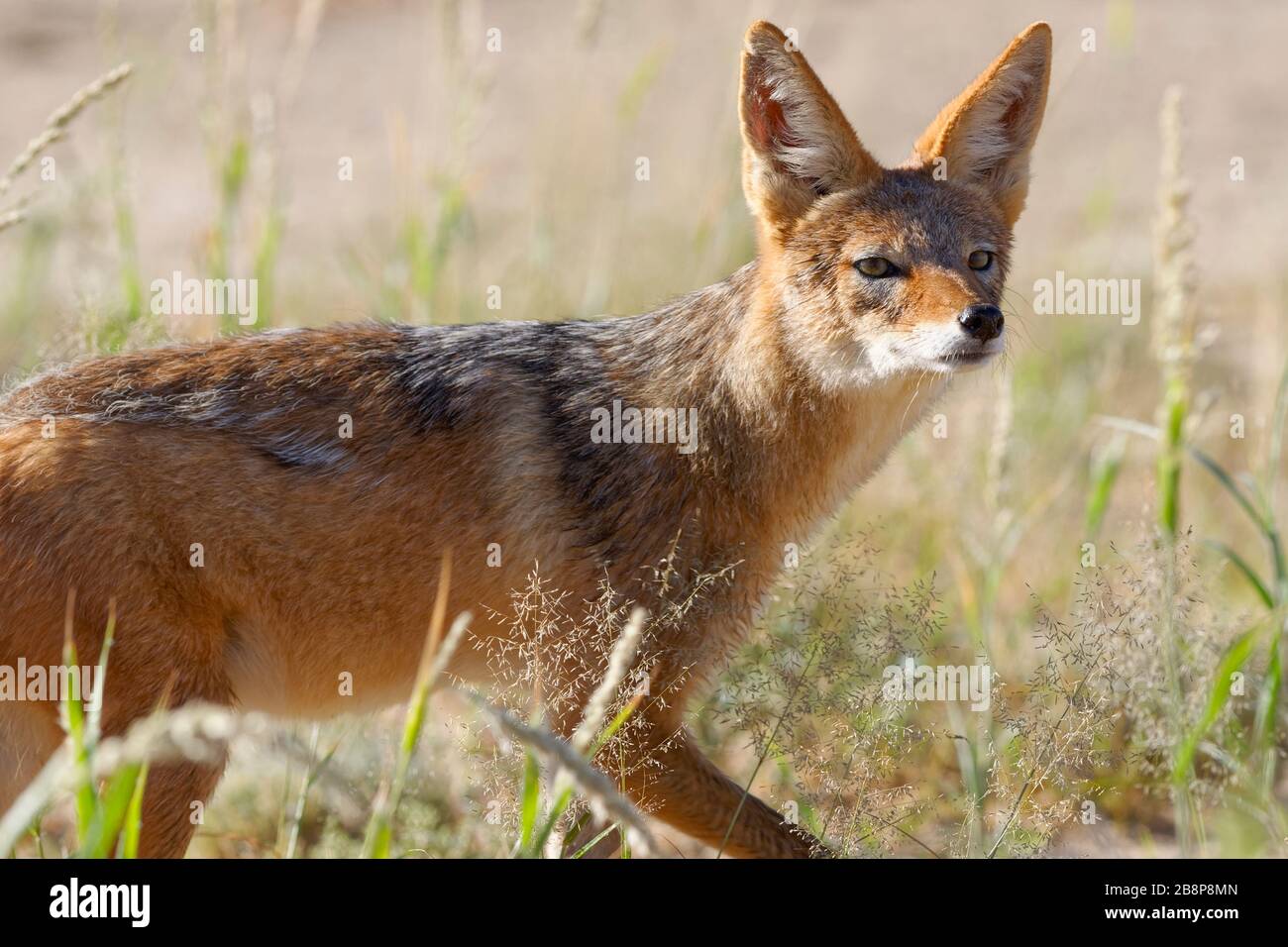 Cape black backed jackal hi-res stock photography and images - Alamy