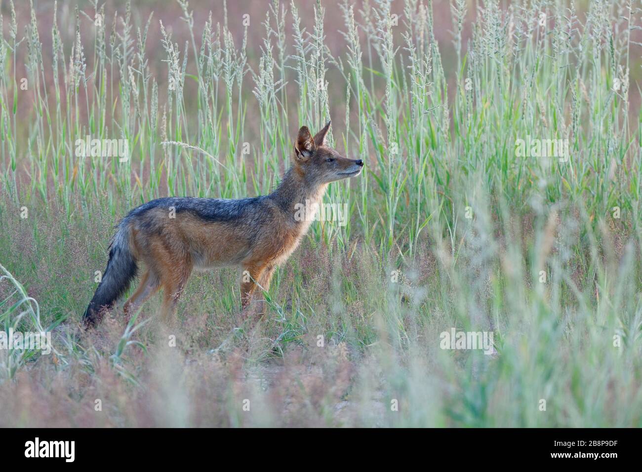 Black-backed jackal (Canis mesomelas), young, in the high grass ...