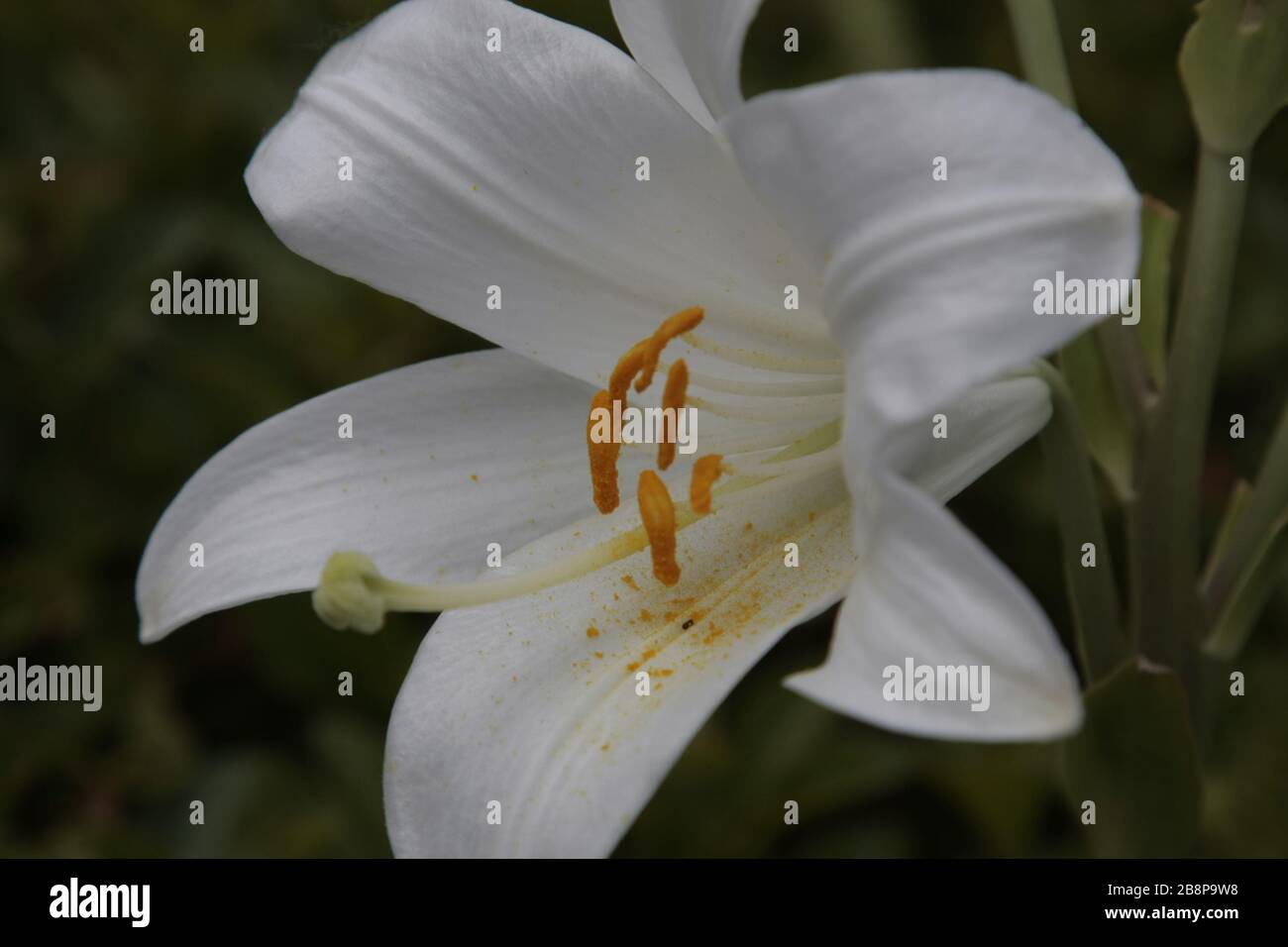 Newly opened lily flower in the garden of my house Stock Photo - Alamy