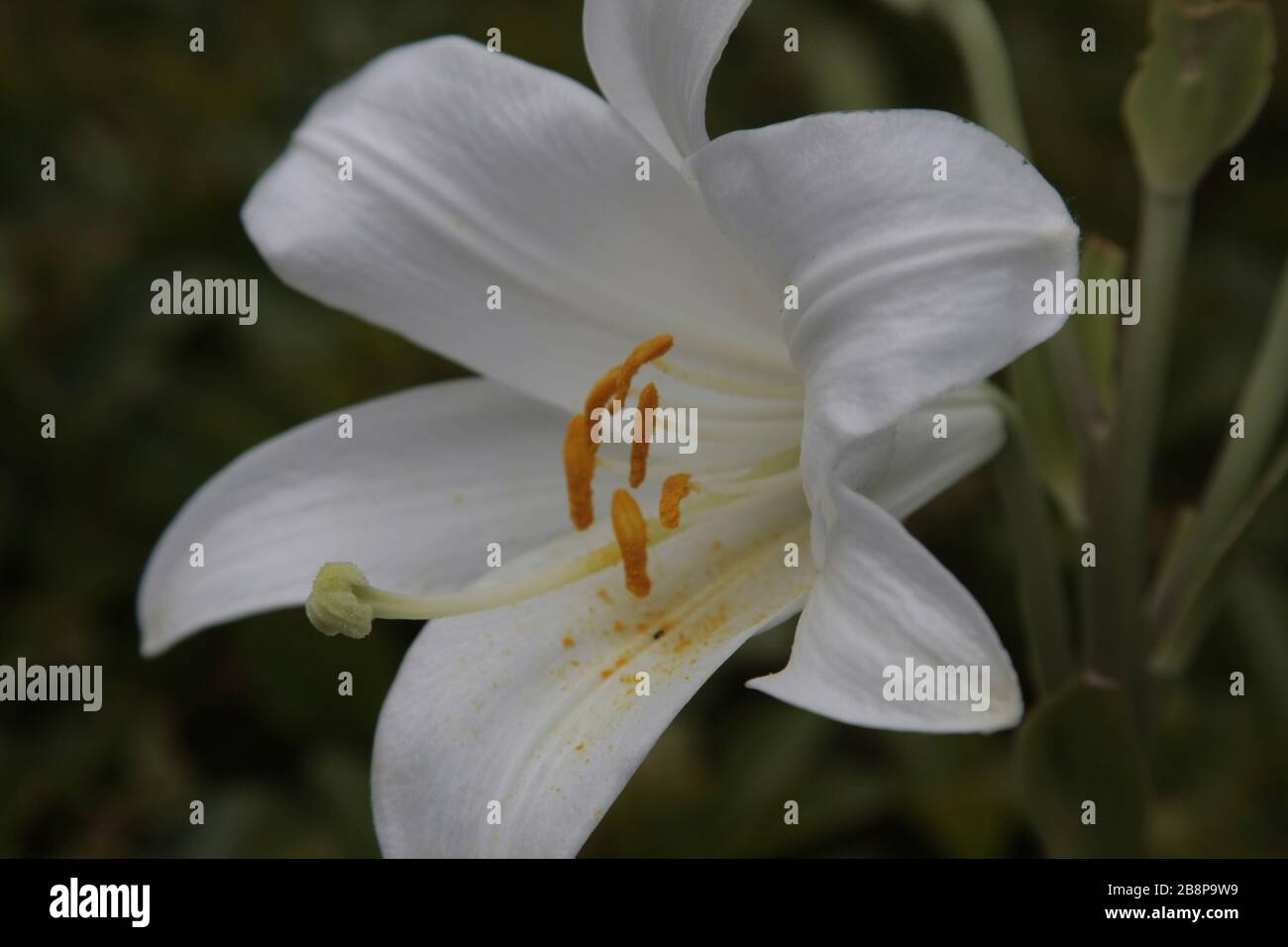 Newly opened lily flower in the garden of my house Stock Photo - Alamy