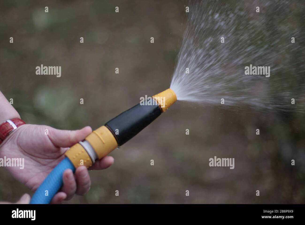 Woman's hand watering with hose Stock Photo - Alamy