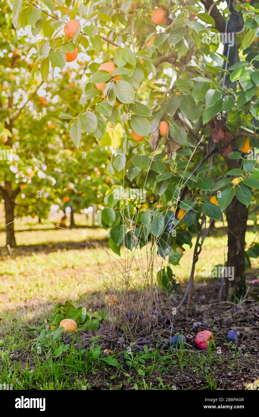Persimmon trees with a lot of persimmons on tree branches and fallen on ...