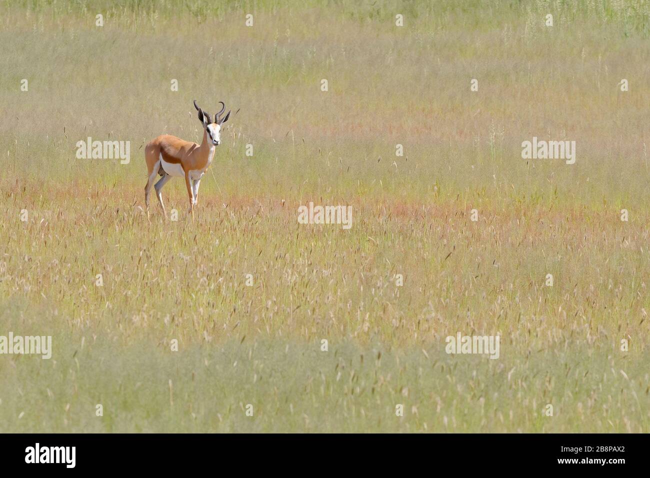 Springbok face hi-res stock photography and images - Alamy