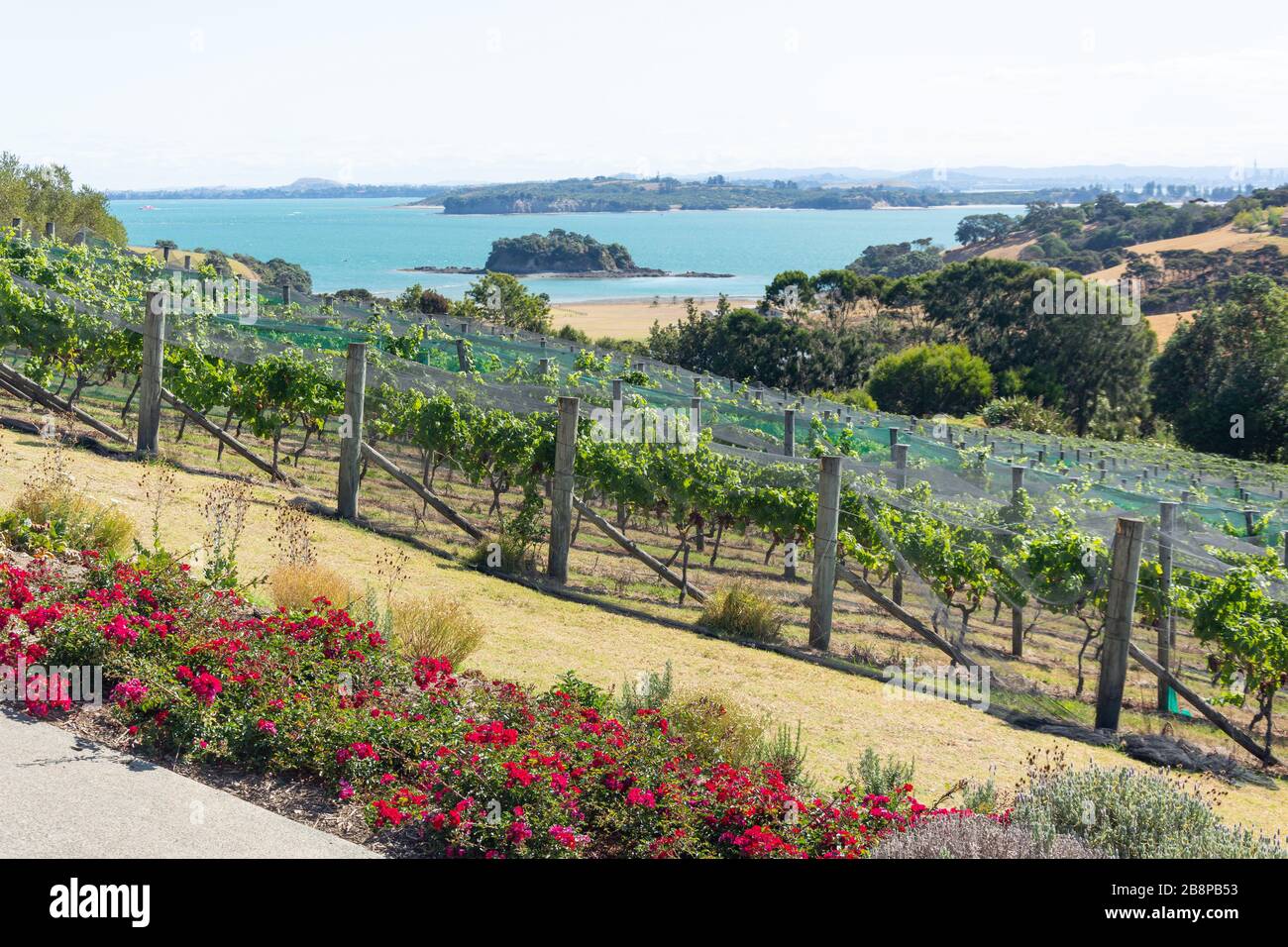 Cable bay vineyard hi-res stock photography and images - Alamy