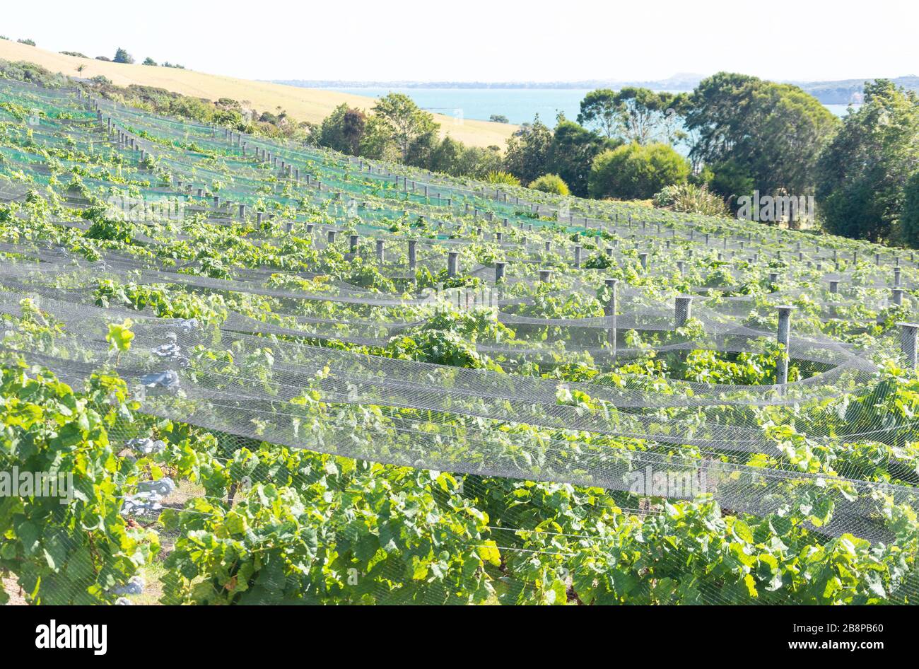 Rows of vines at Cable Bay Vineyards and Restaurant, Nick Johnstone ...