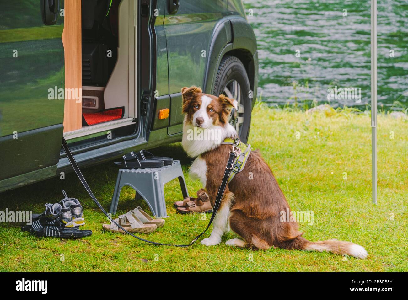 trip with pet. Happy Brown Dog Border Collie travel by car. Border ...