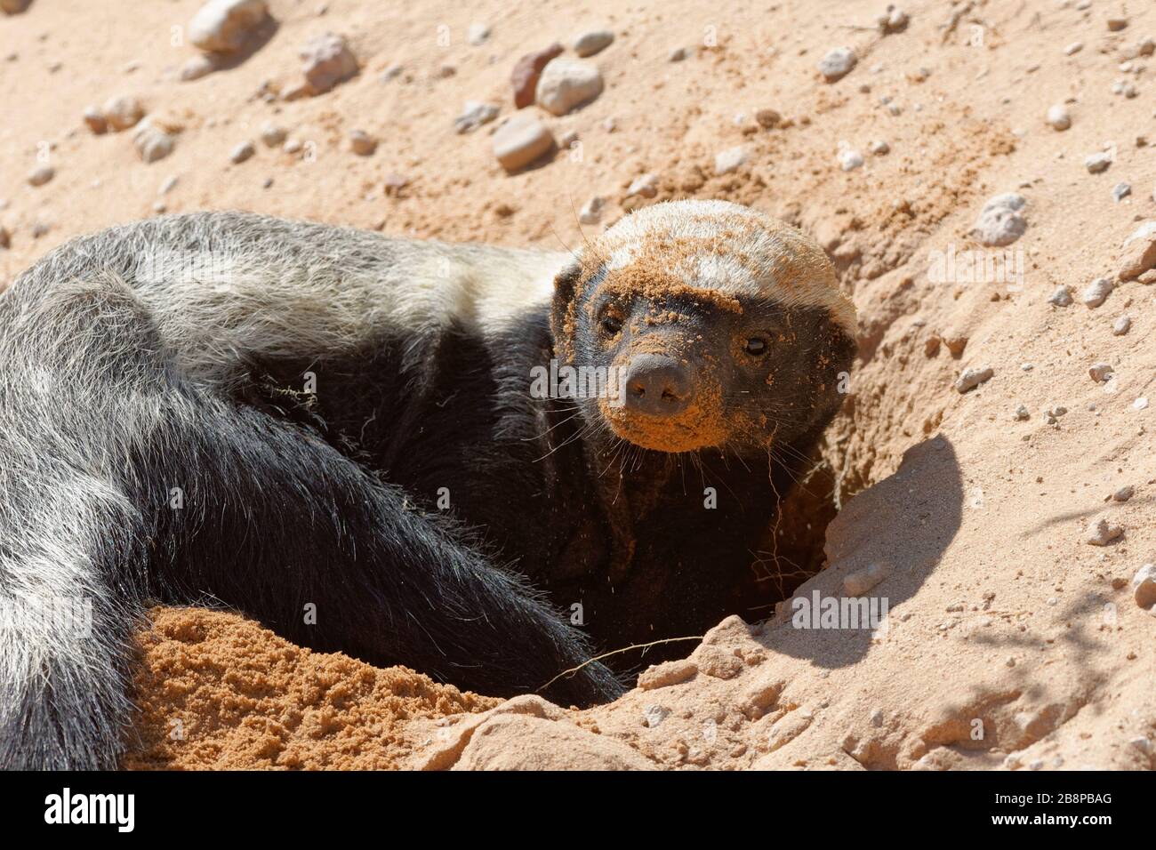 Cape ratel hi-res stock photography and images - Alamy