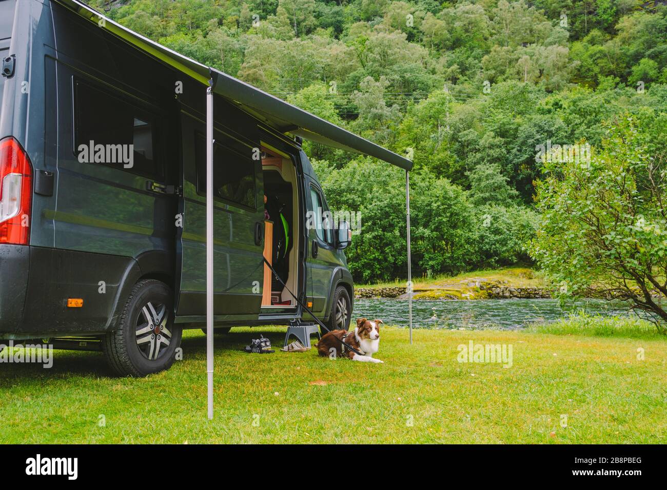 trip with pet. Happy Brown Dog Border Collie travel by car. Border ...