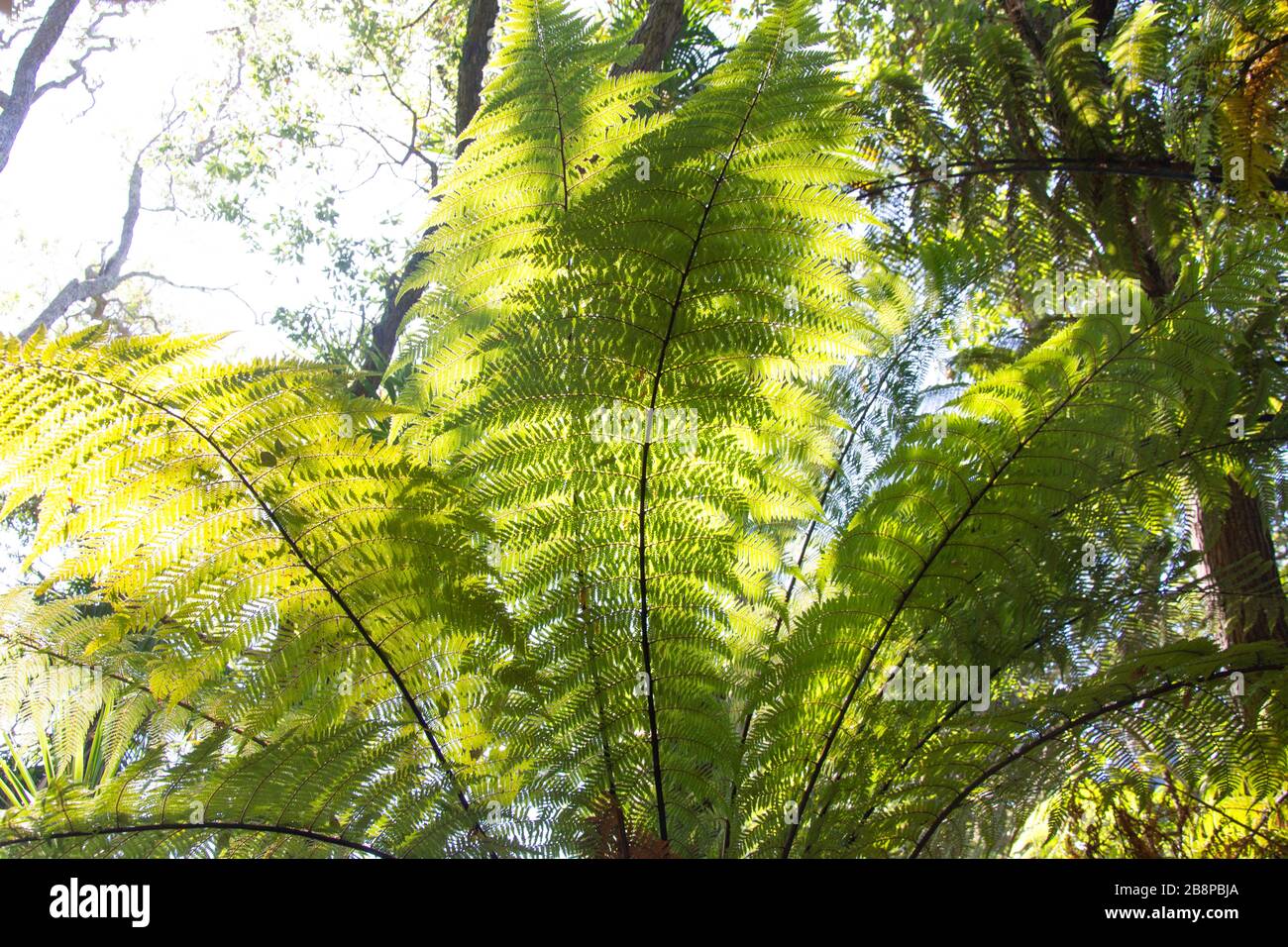 Punga hi-res stock photography and images - Alamy