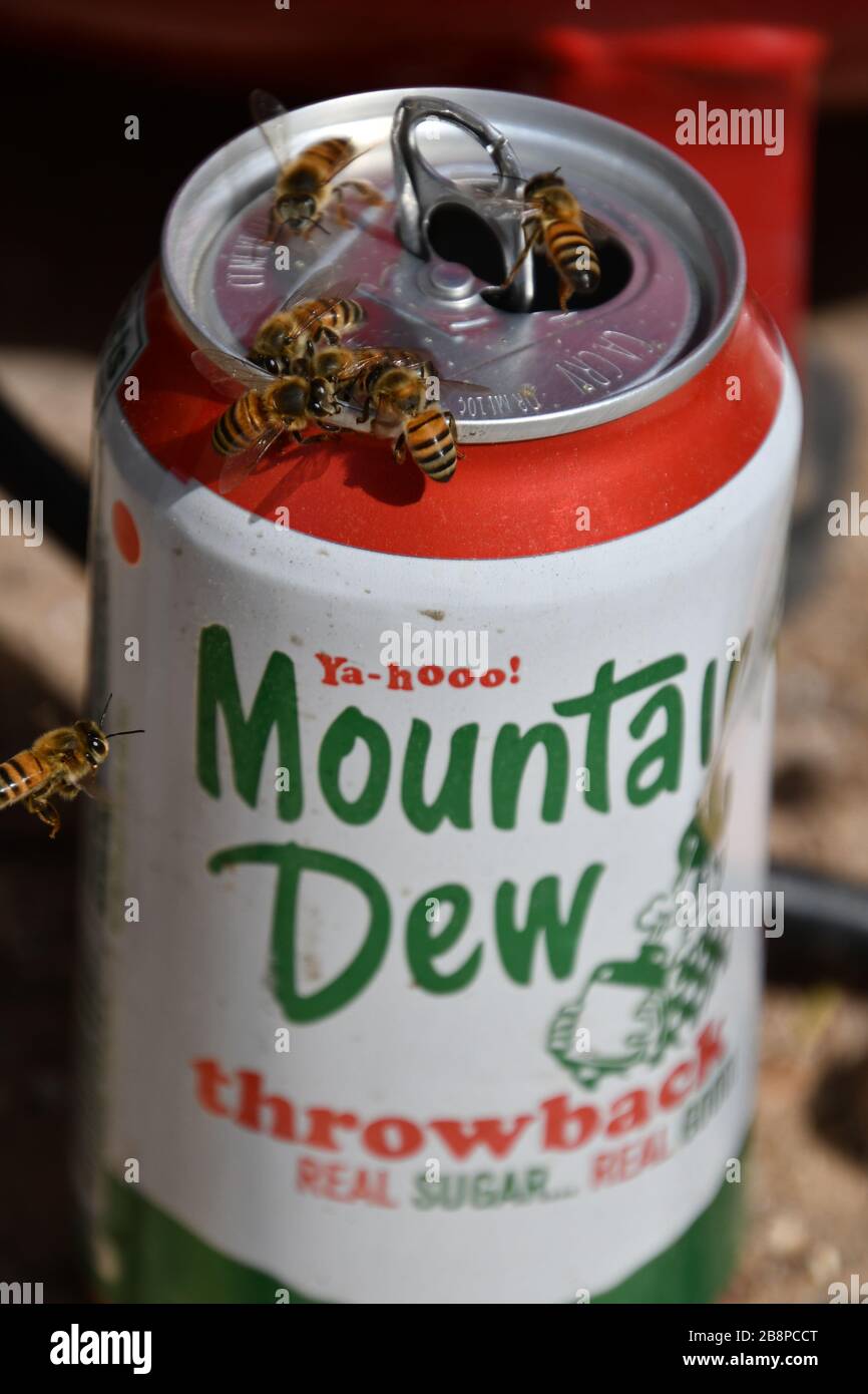 Bees love Mountain Dew just like me and you Stock Photo - Alamy