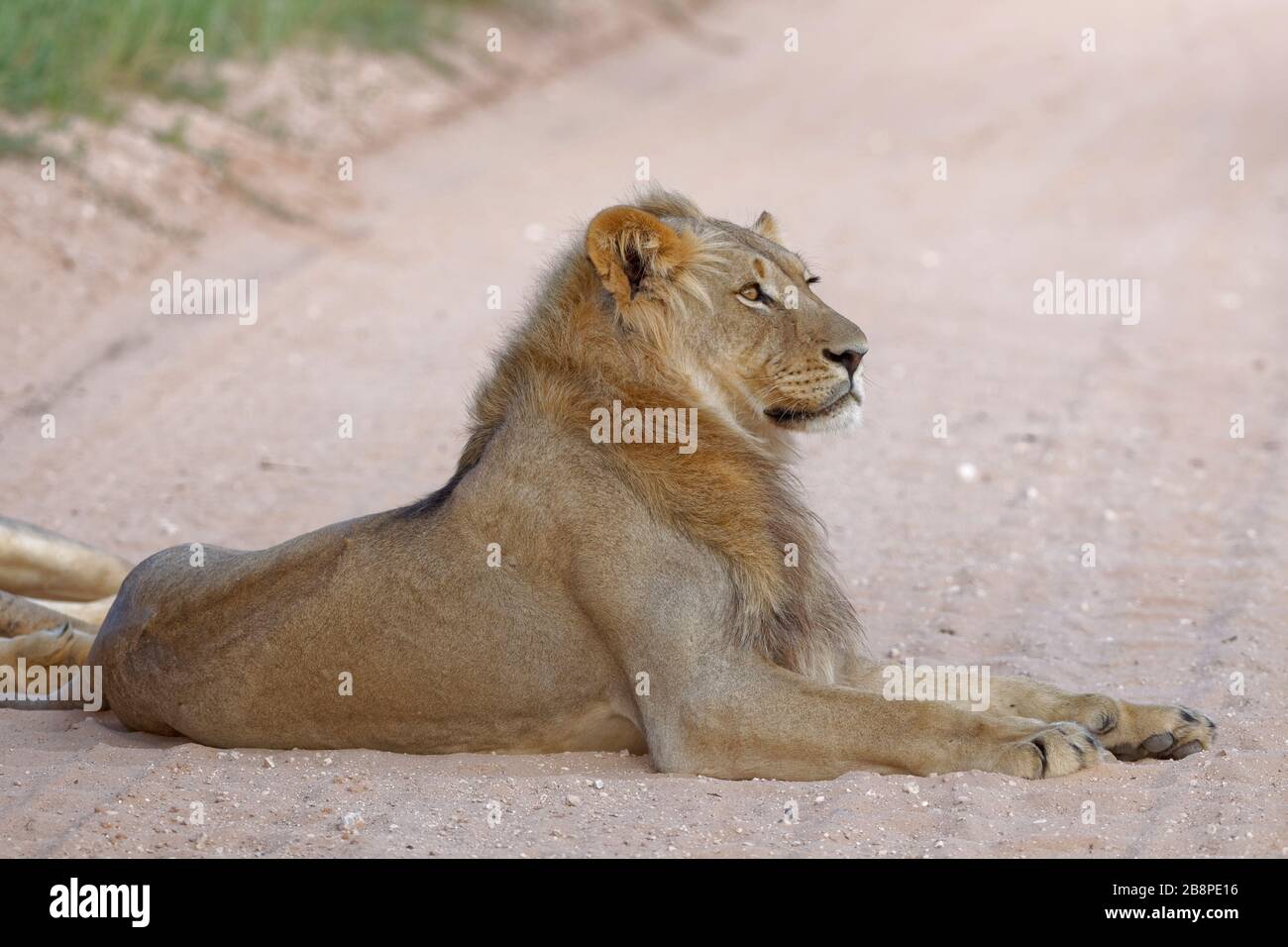 Black-maned lion (Panthera leo vernayi), adult male, lying on the side ...