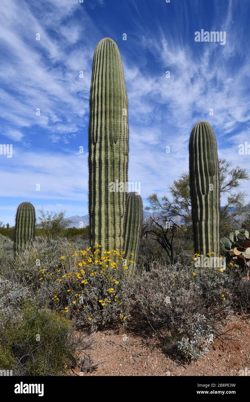 Saguaro Cactus in southern Arizona Stock Photo - Alamy