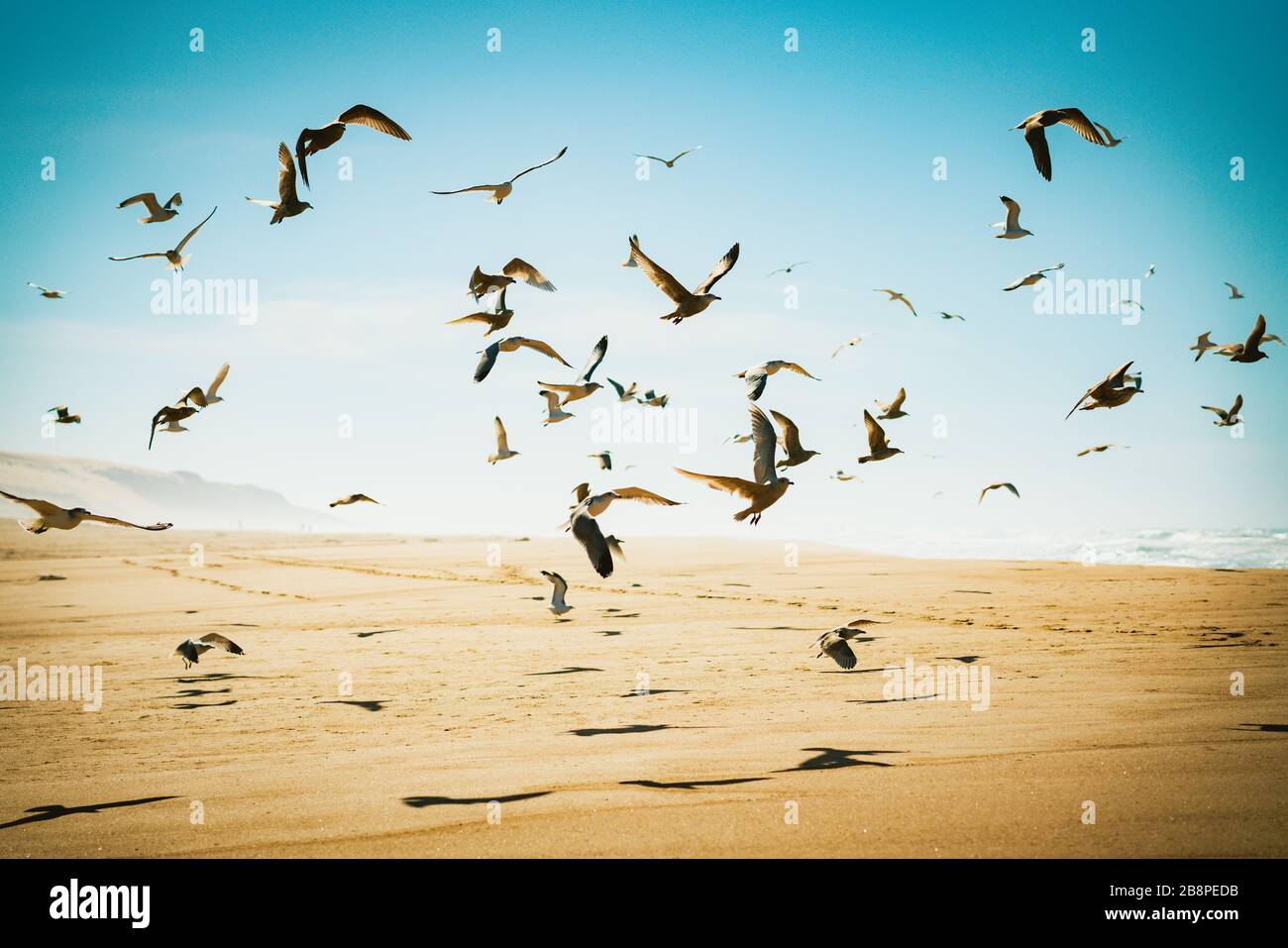 Flock of flying birds on the beach Stock Photo - Alamy