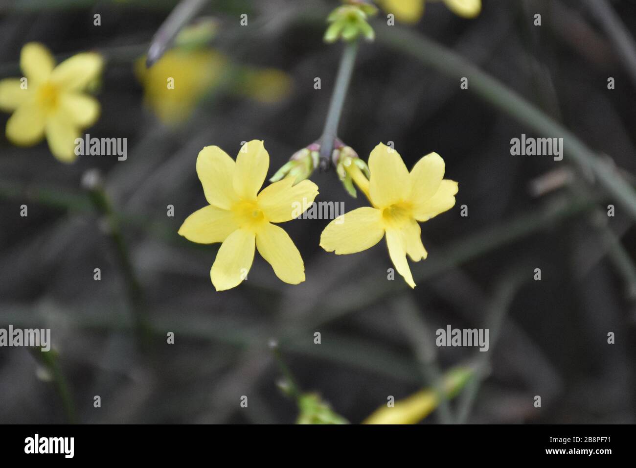 Tiny yellow color flowers hi-res stock photography and images - Alamy