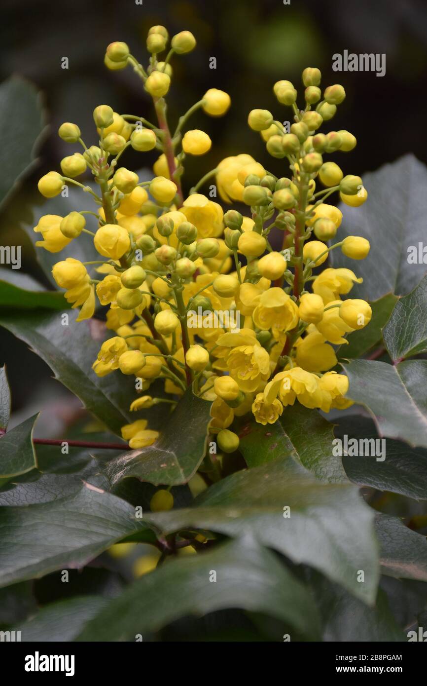 Yellow buds hi-res stock photography and images - Alamy