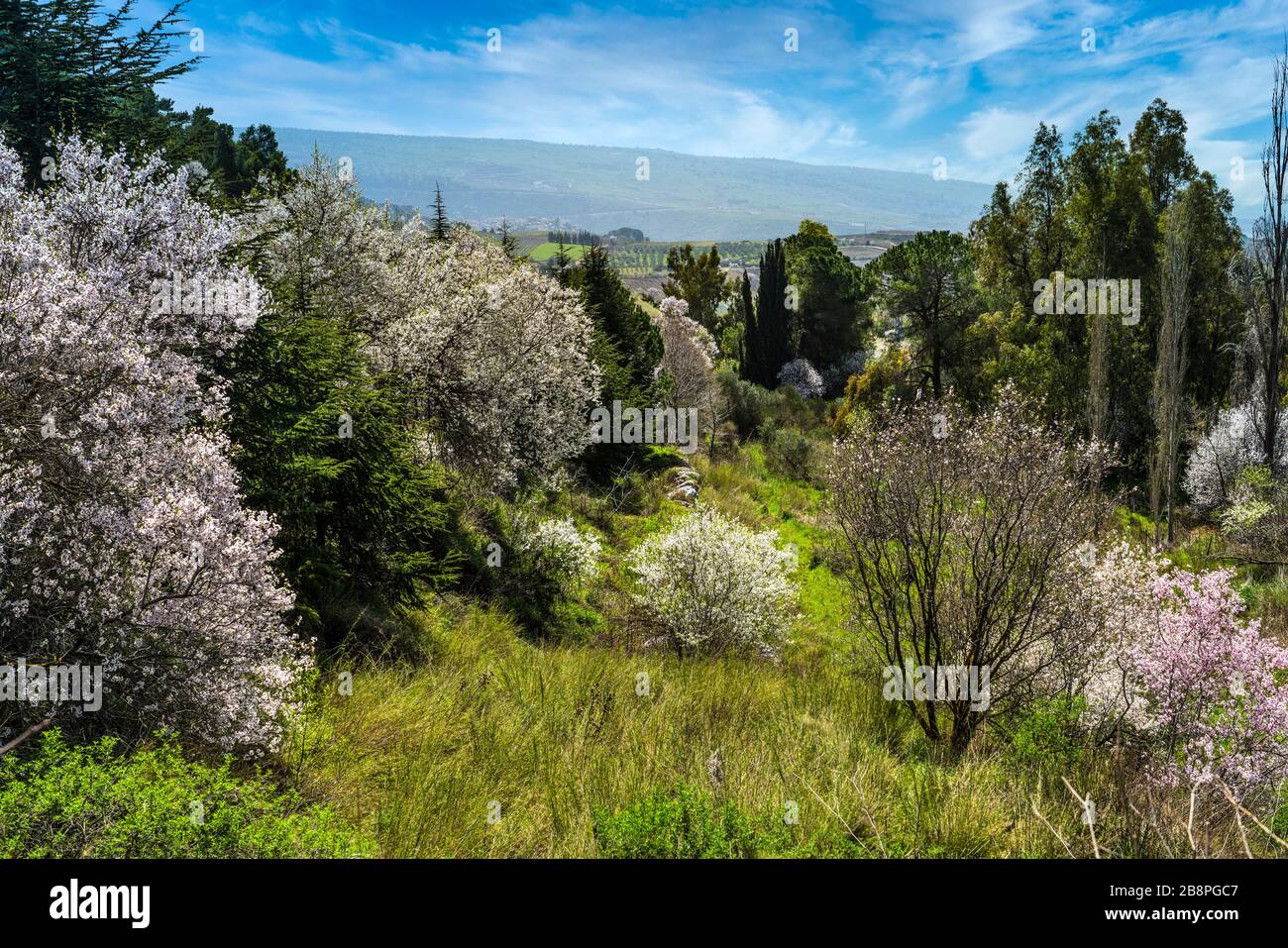 Blossoming fruit trees in the northern Golan Heights, Israel, Middle ...