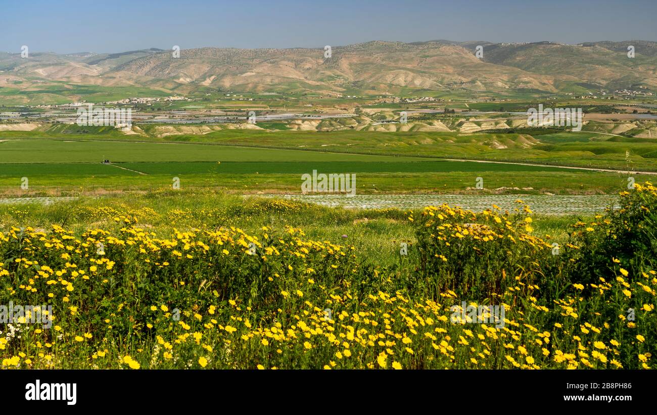 Yellow wildflowers in the hills of the Jordan River Valley, Israel ...