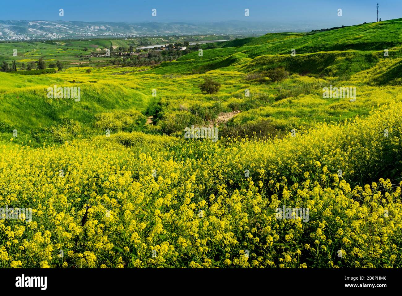 Flora of israel hi-res stock photography and images - Alamy