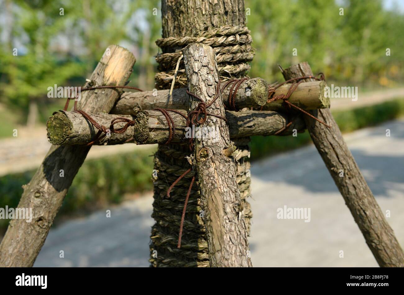 Wooden poles wired together provide support to a recently planted tree ...
