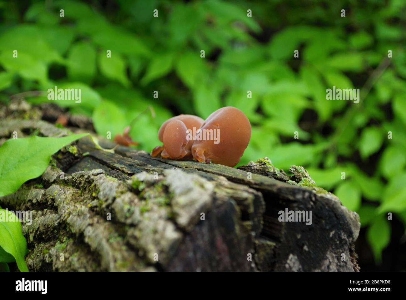 Jew’s ear fungus growing on a fallen tree in the woods Stock Photo - Alamy