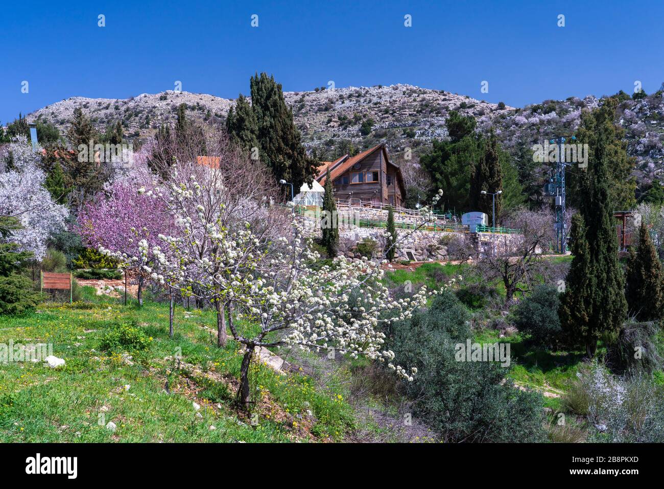Blossoming fruit trees in the northern Golan Heights, Israel, Middle ...