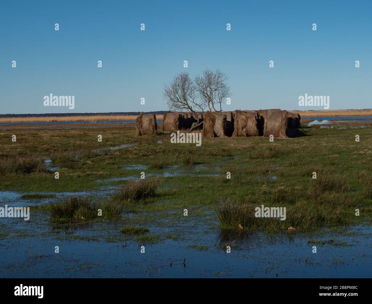 Sheaves of hay sunk in the water after pouring the river Stock Photo ...