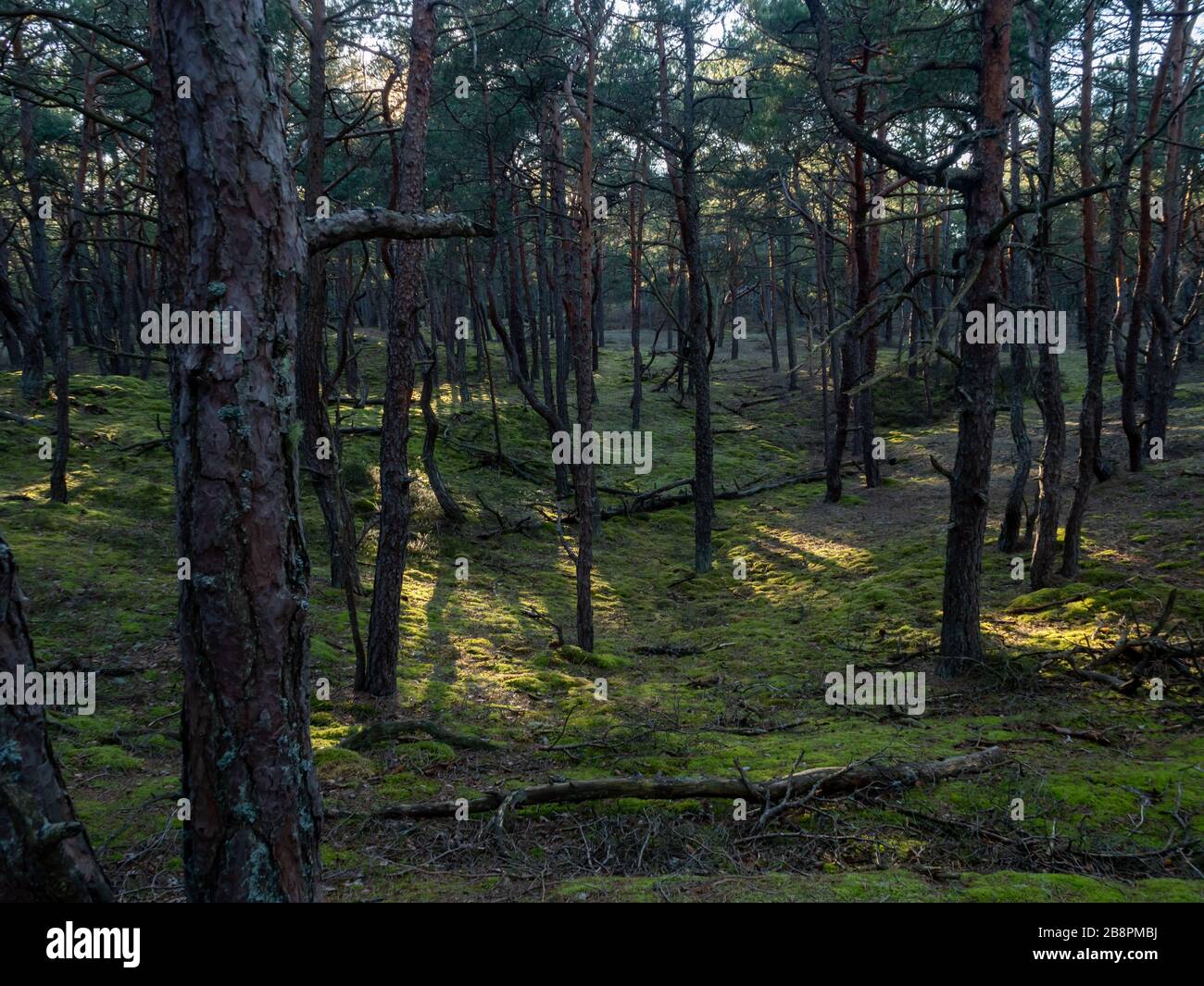 Seaside forest in the Slowinski National Park, Pmerania. Poland Stock ...