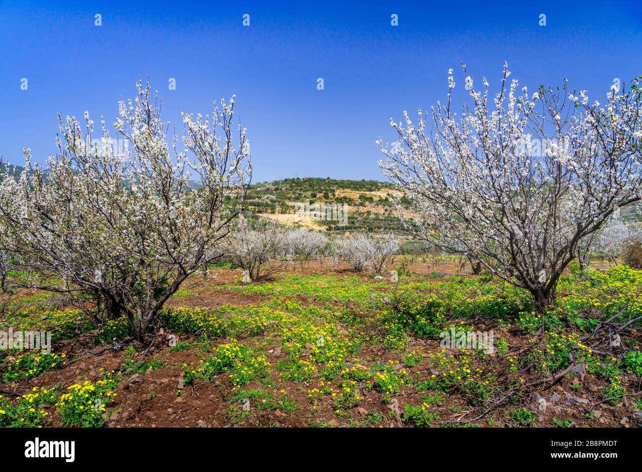 Blossoming fruit trees in the northern Golan Heights, Israel, Middle ...