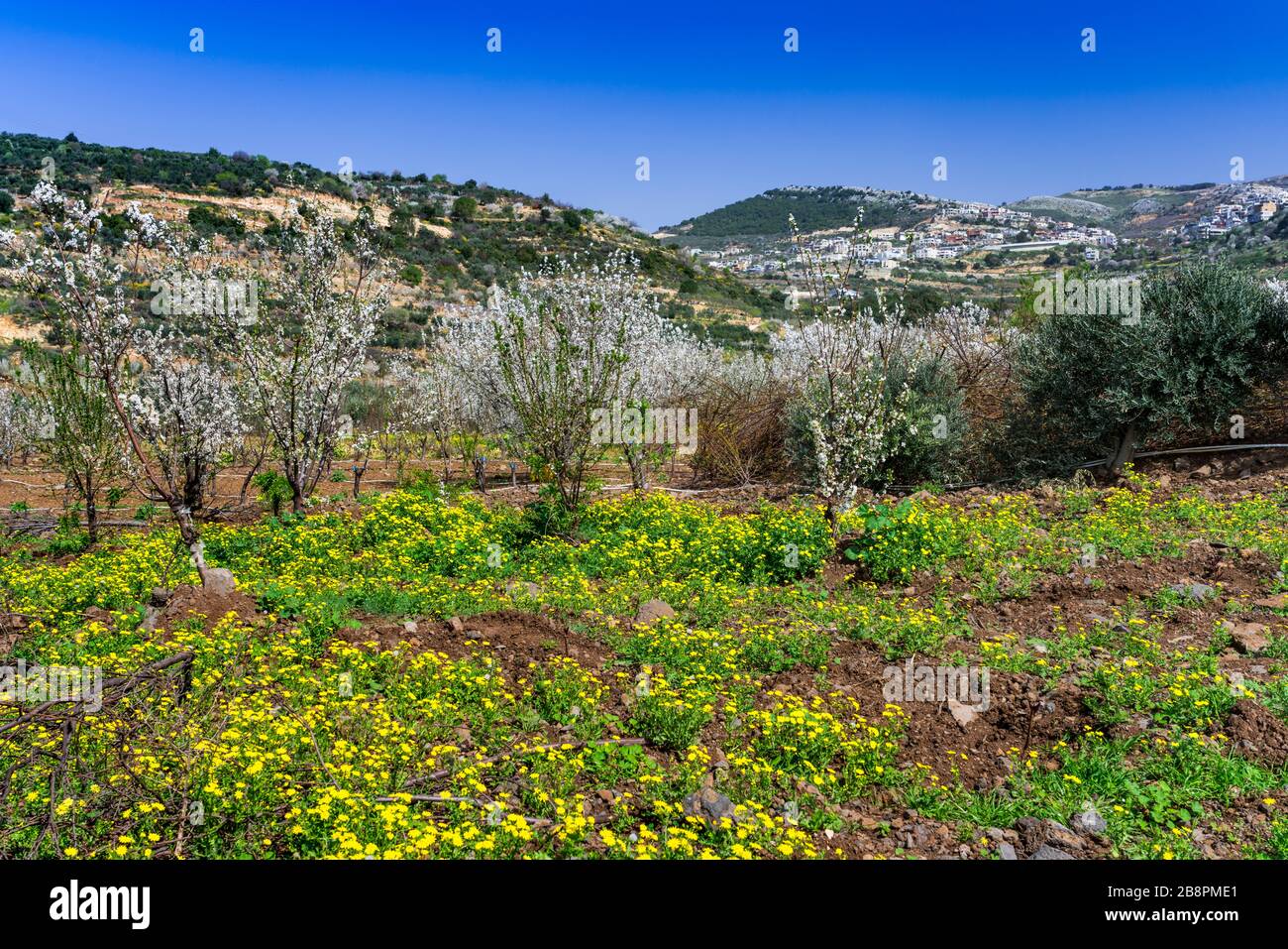 Orchard israel hi-res stock photography and images - Alamy