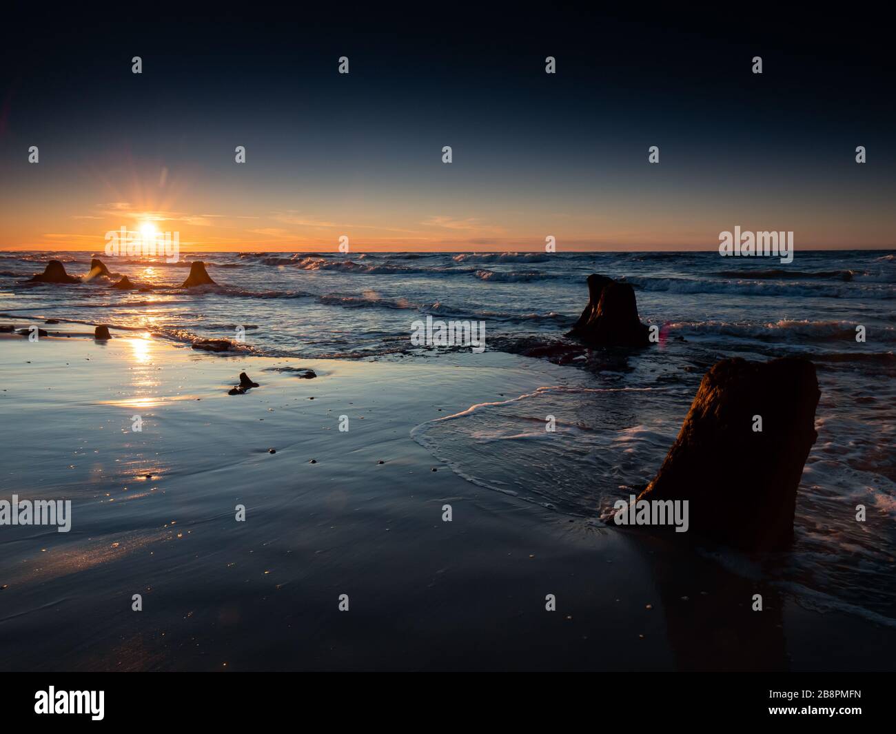 Dead trunks hi-res stock photography and images - Alamy