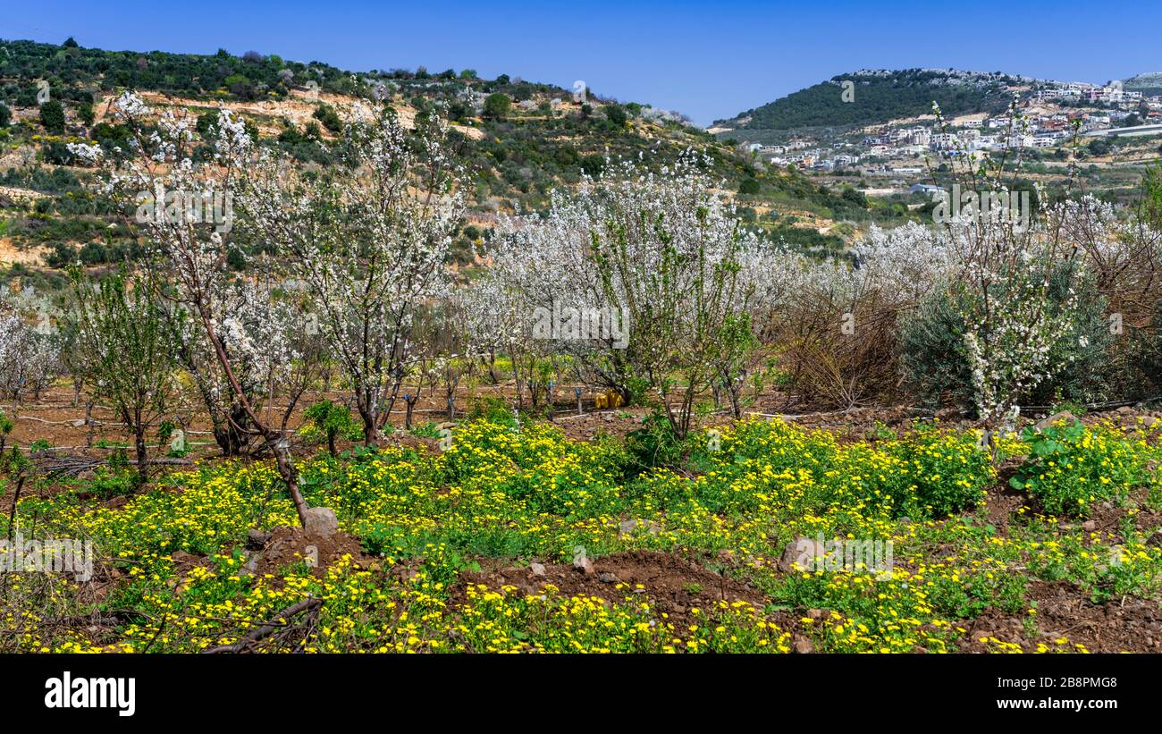 Blossoming fruit trees in the northern Golan Heights, Israel, Middle ...