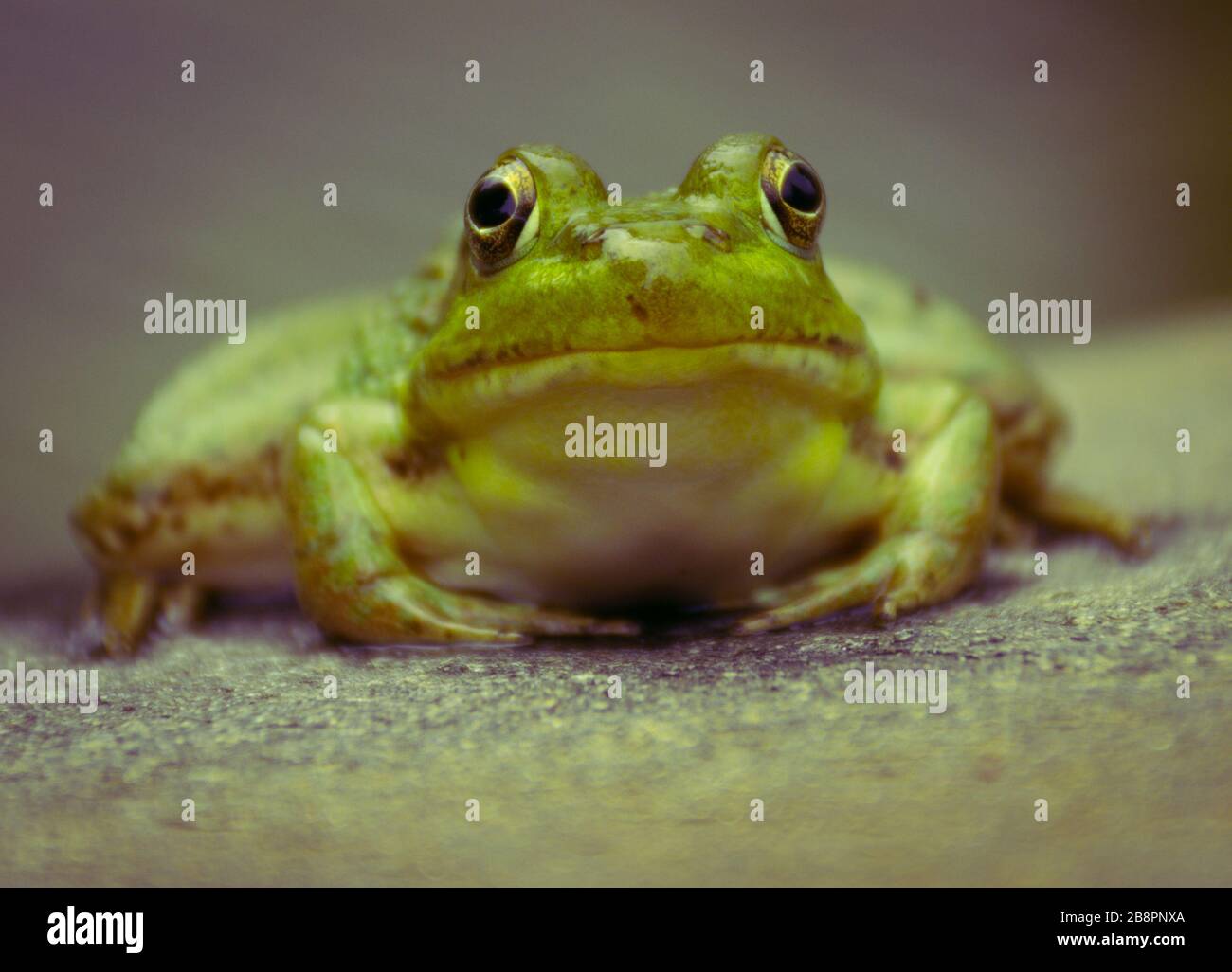 Grenouille hi-res stock photography and images - Alamy