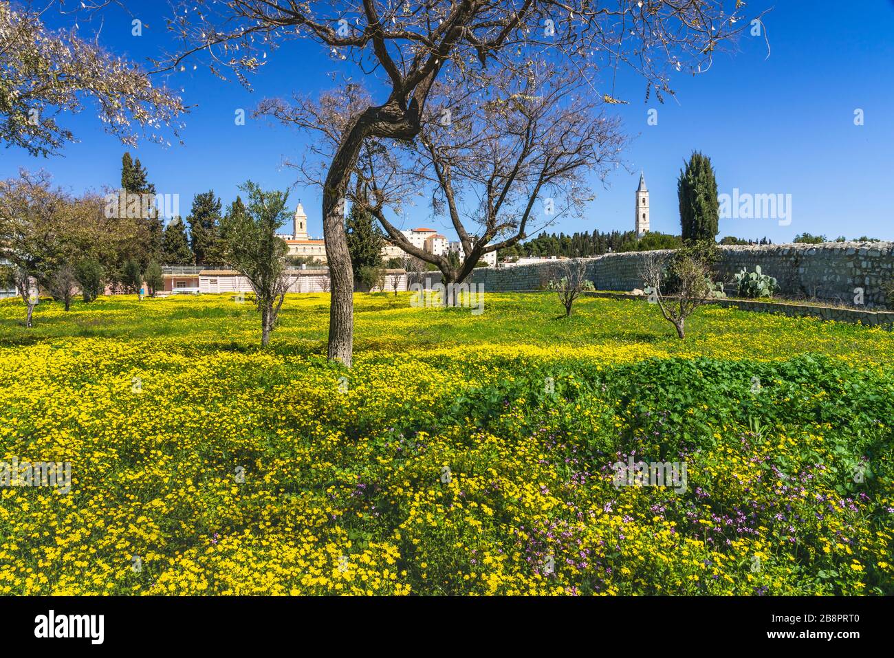 A field of yellow wildflowers on the Mount of Olives, Jerusalem, Israel ...