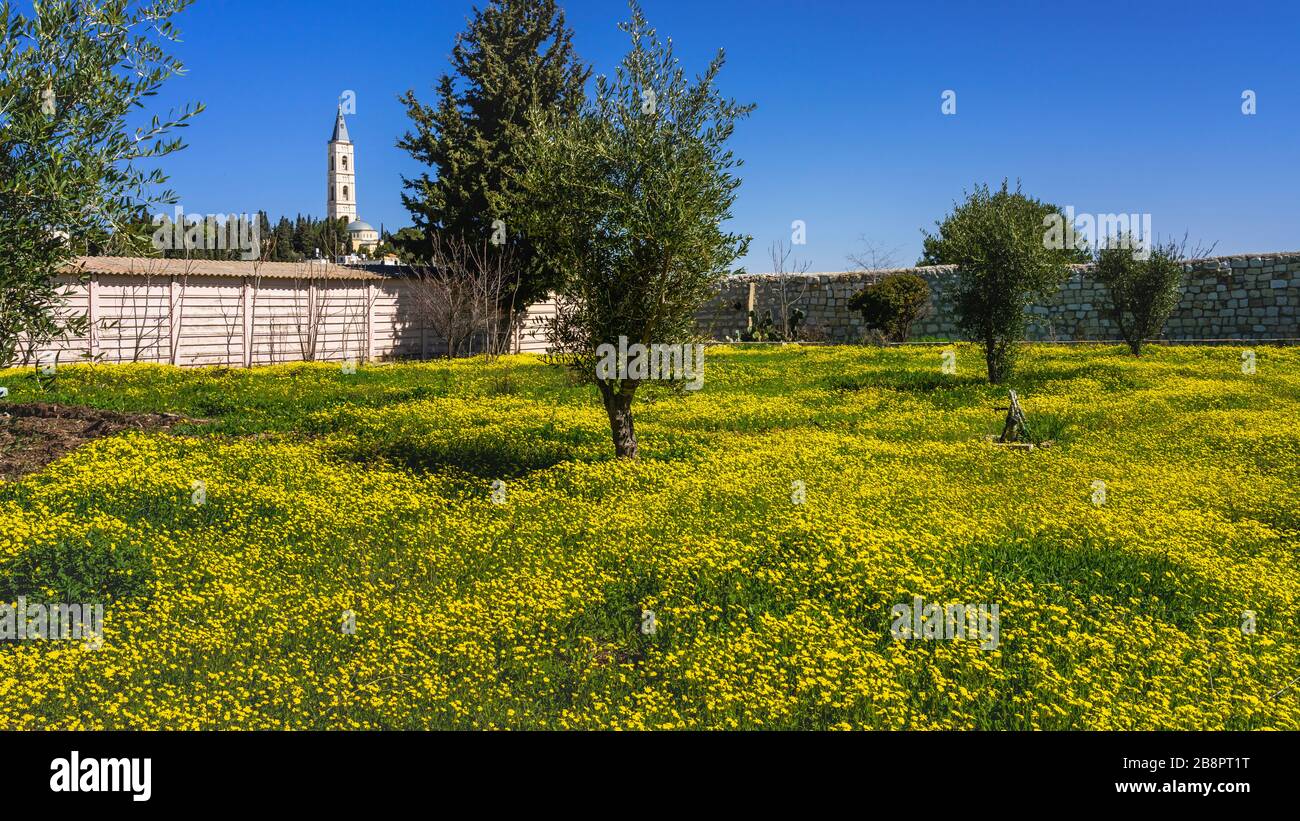 A field of yellow wildflowers on the Mount of Olives, Jerusalem, Israel ...