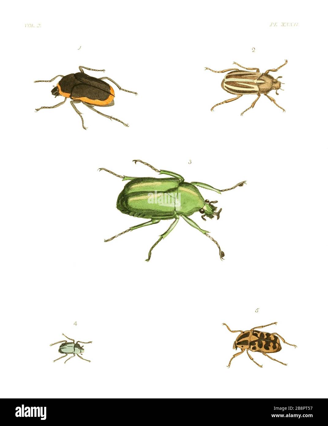 Goliathus goliathus hi-res stock photography and images - Alamy