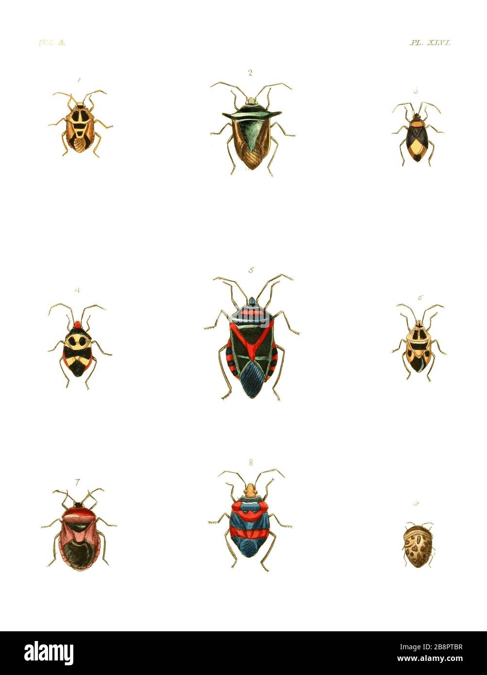 Annulus hi-res stock photography and images - Alamy