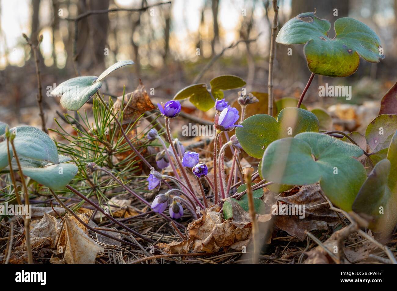 Hepatica (Hepatica nobilis) shrub with leaves and blue blossoms between ...