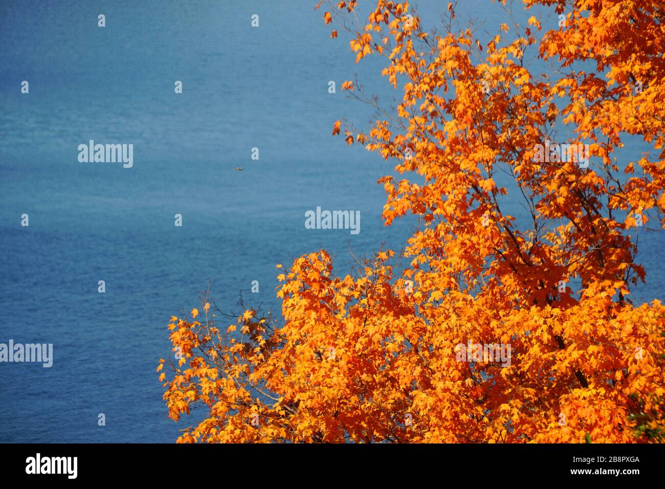 Striking color of fall foliage overlooking a blue ocean Stock Photo - Alamy