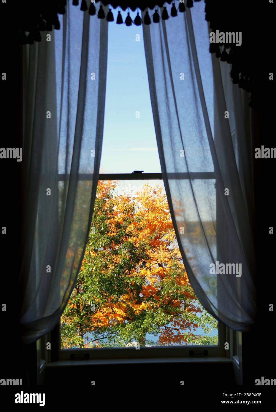 The view of striking fall foliage from a window with curtain Stock ...