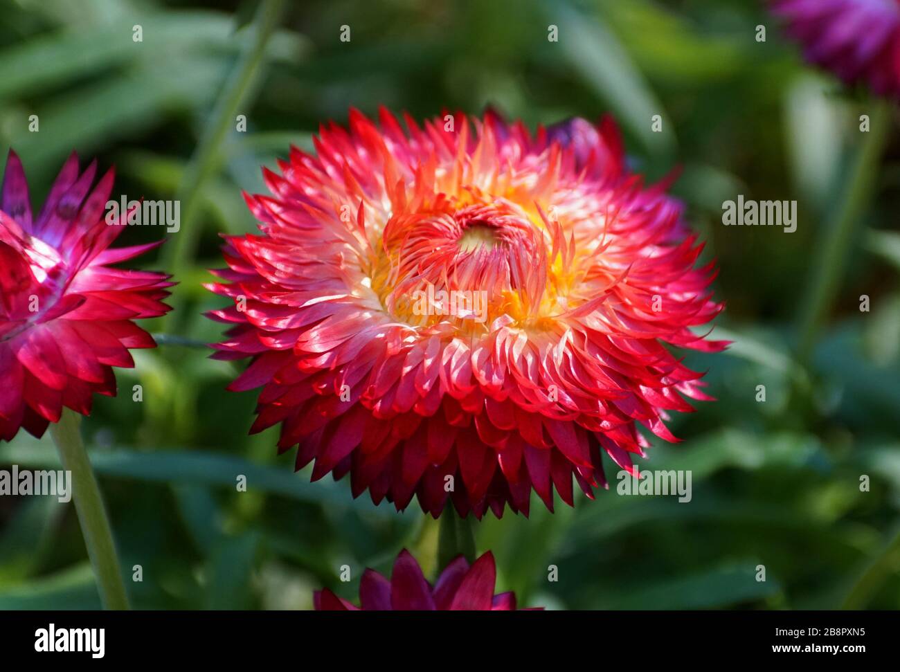 Red button Chrysanthemum flower at full bloom Stock Photo - Alamy