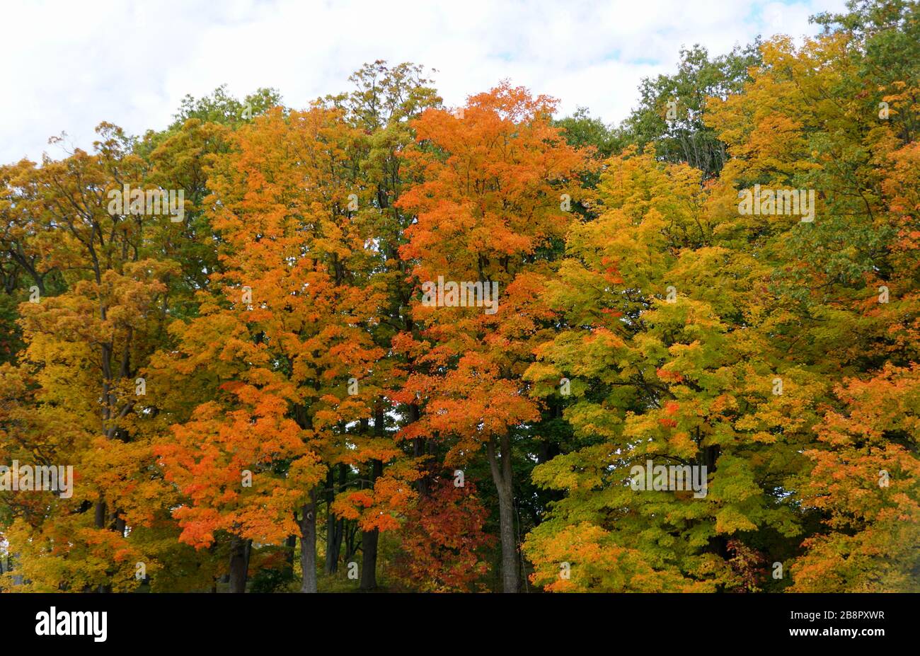 Stunning colors of fall foliage near Wellesley Island State Park, New ...