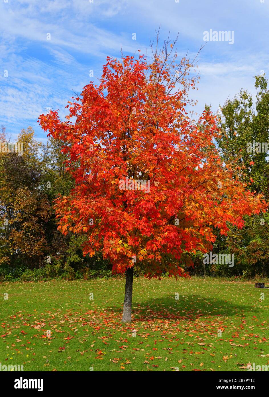 A bright red maple tree in the fall Stock Photo - Alamy