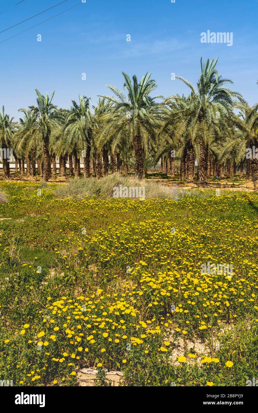 Date palms and Crown daisy wildflowers along the Jordan Valley, Israel ...