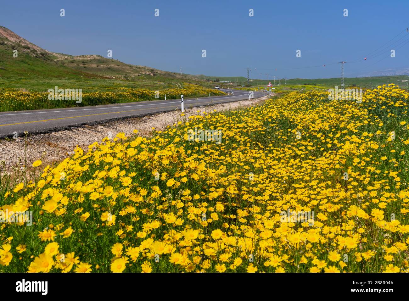 Yellow Crown daisy wildflowers on the roadsides of the Jordan Valley ...