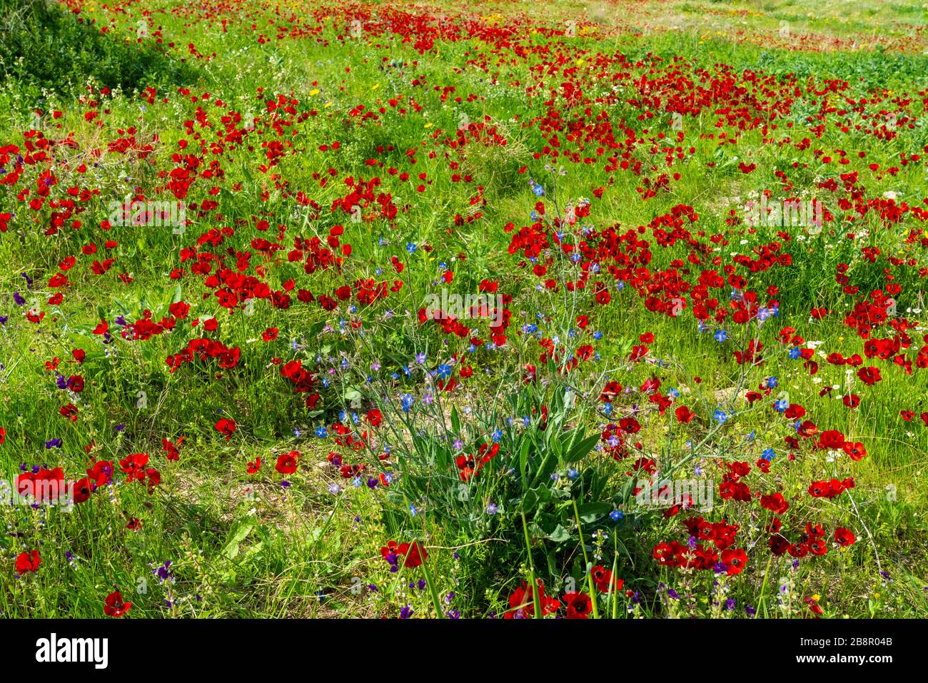 A field of red Crown Anemone wildflowers in the Jordan Valley, Israel ...