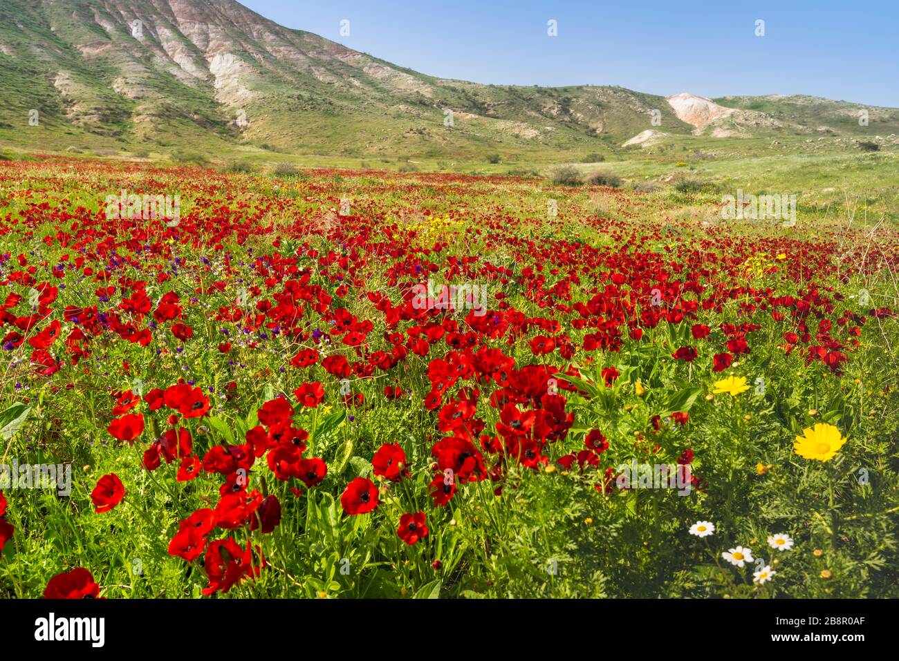 A field of red Crown Anemone wildflowers in the Jordan Valley, Israel ...