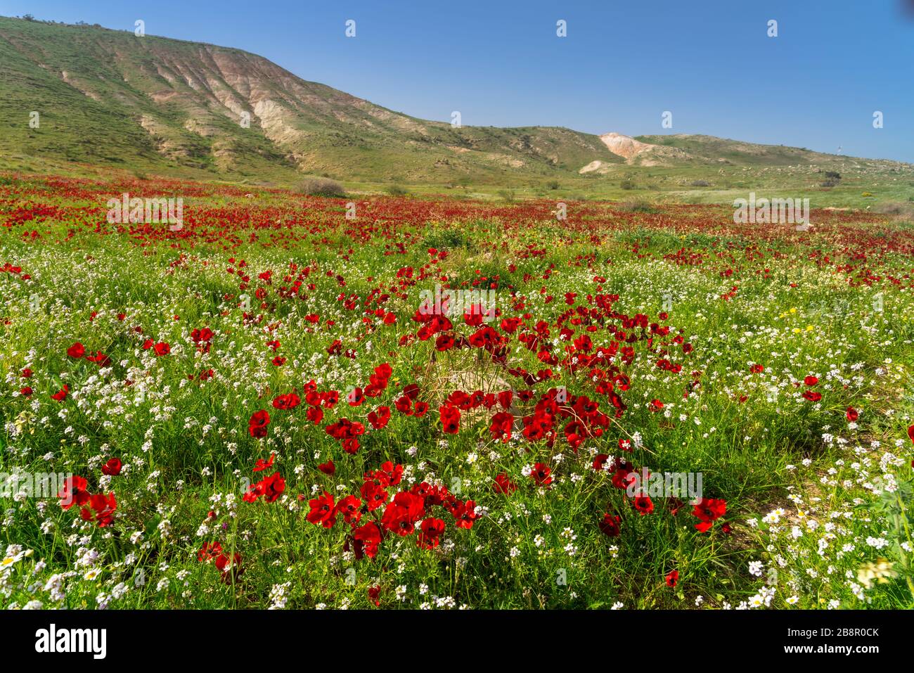 A field of red Crown Anemone wildflowers in the Jordan Valley, Israel ...