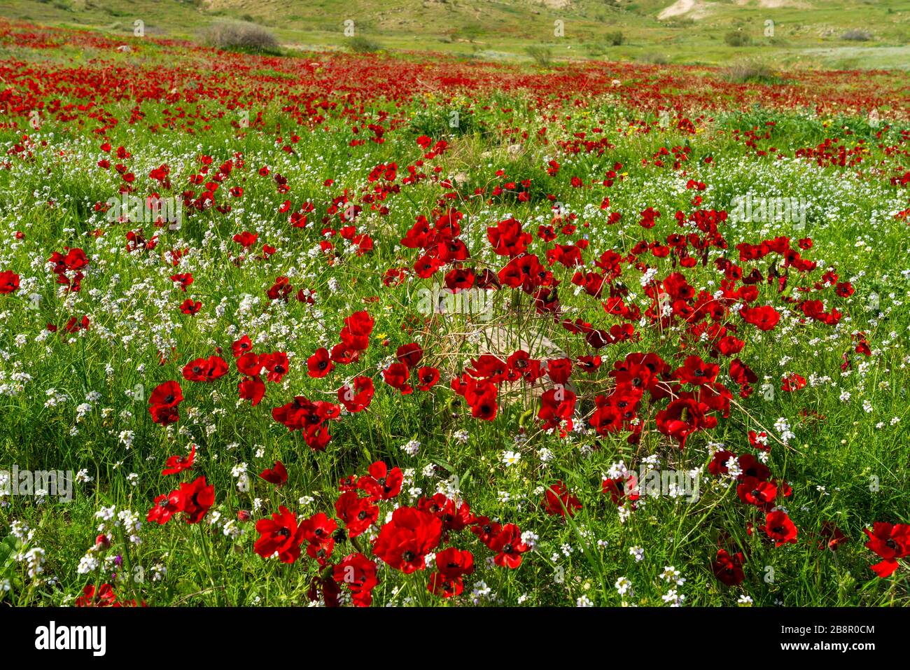 A field of red Crown Anemone wildflowers in the Jordan Valley, Israel ...